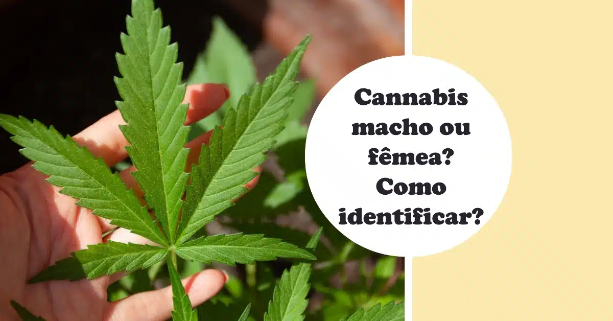 Como saber se a cannabis é fêmea ou macho? - Mapannabis